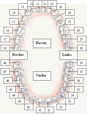 Spalkjes op kronen | Tandarts.nl Forum